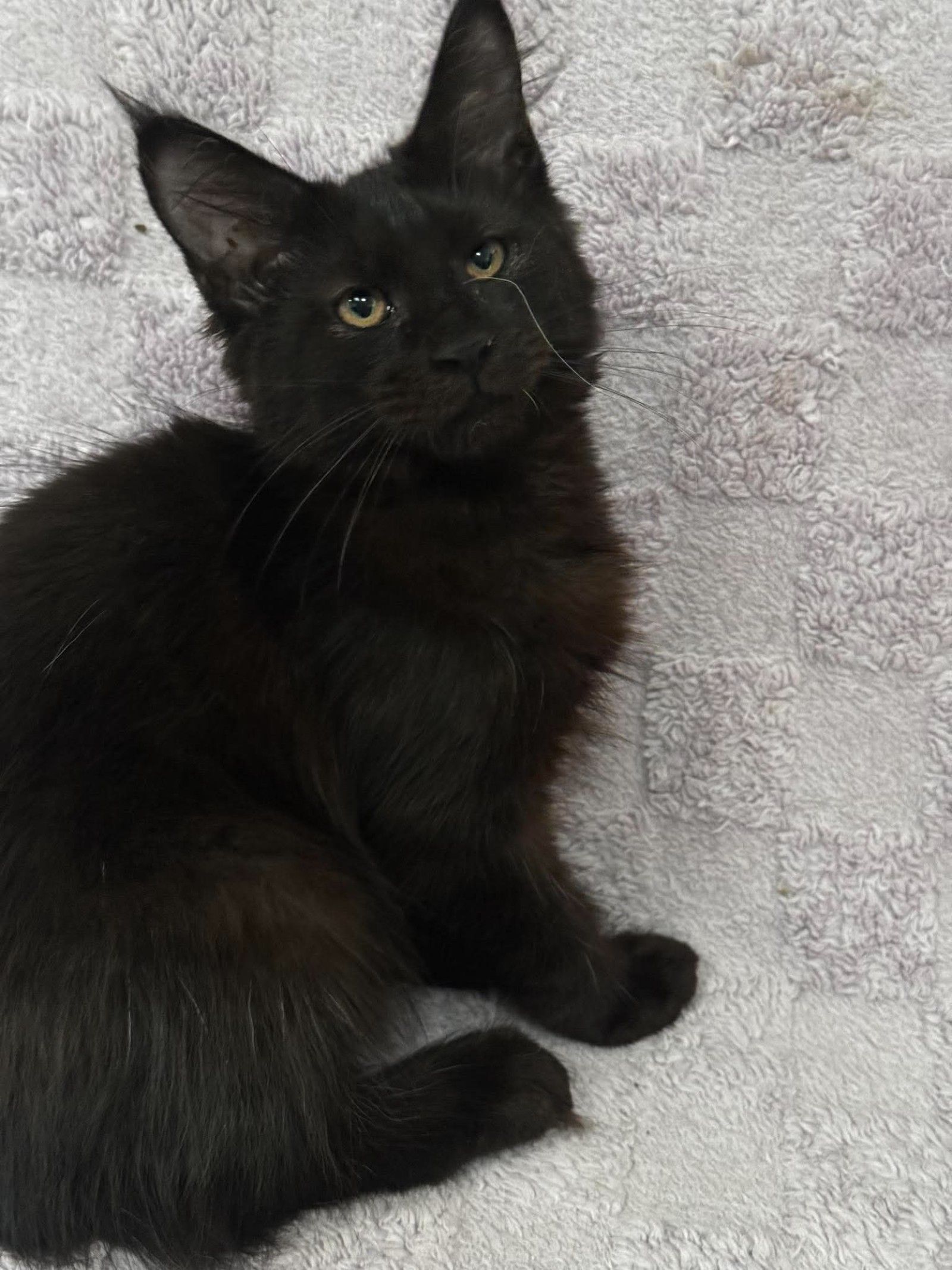 Black Solid Girl #1 - Heavensgate Maine Coons