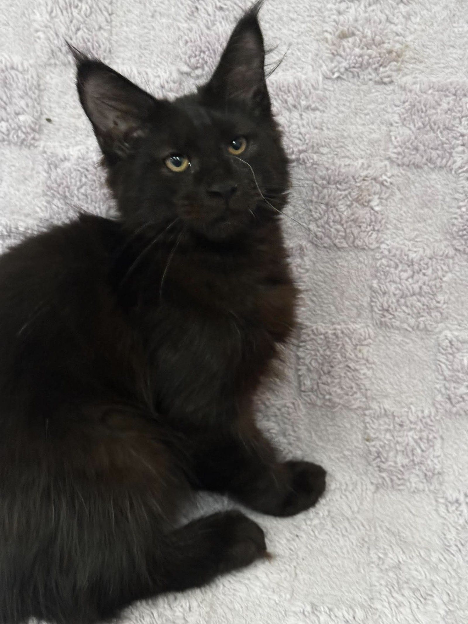 Black Solid Girl #1 - Heavensgate Maine Coons